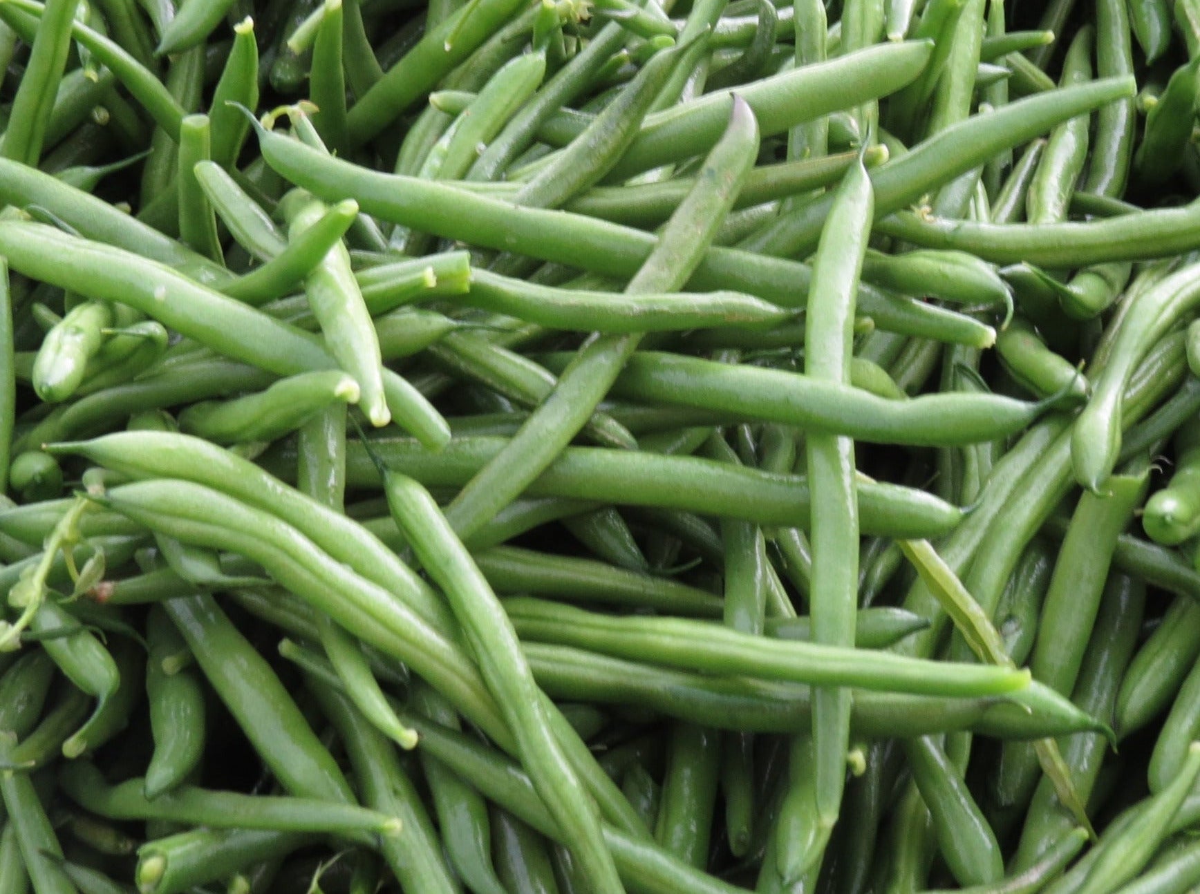 Organic Beans Fresh Cornerstone Acres Ltd organic-beans-fresh-cornerstone-acres-ltd
